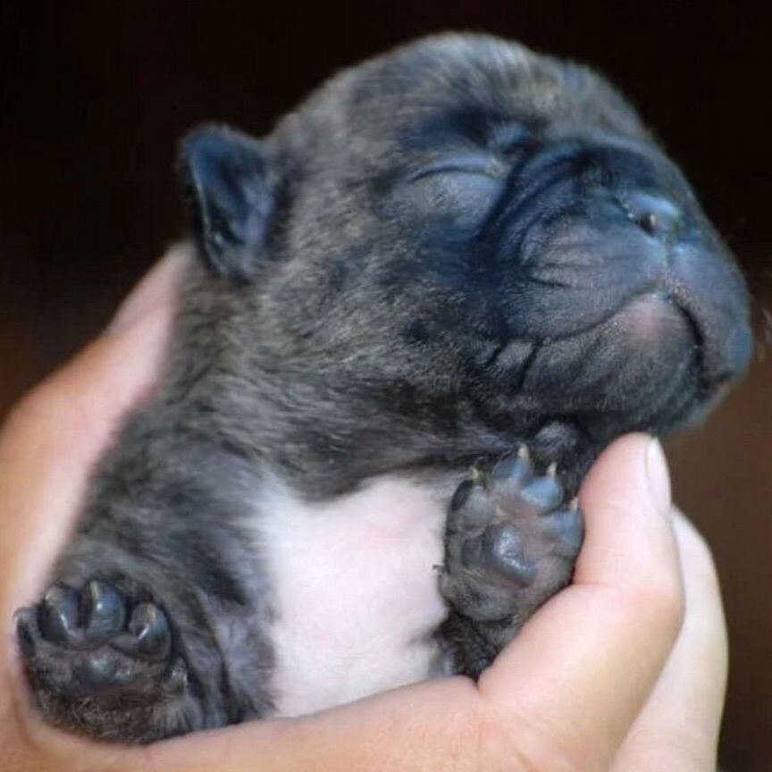 Французский бульдог, щенок