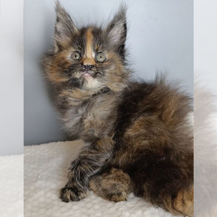 Мейн-кун котёнок