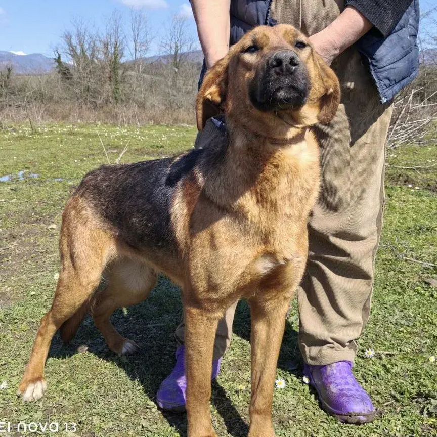 Взрослая собака в добрые руки