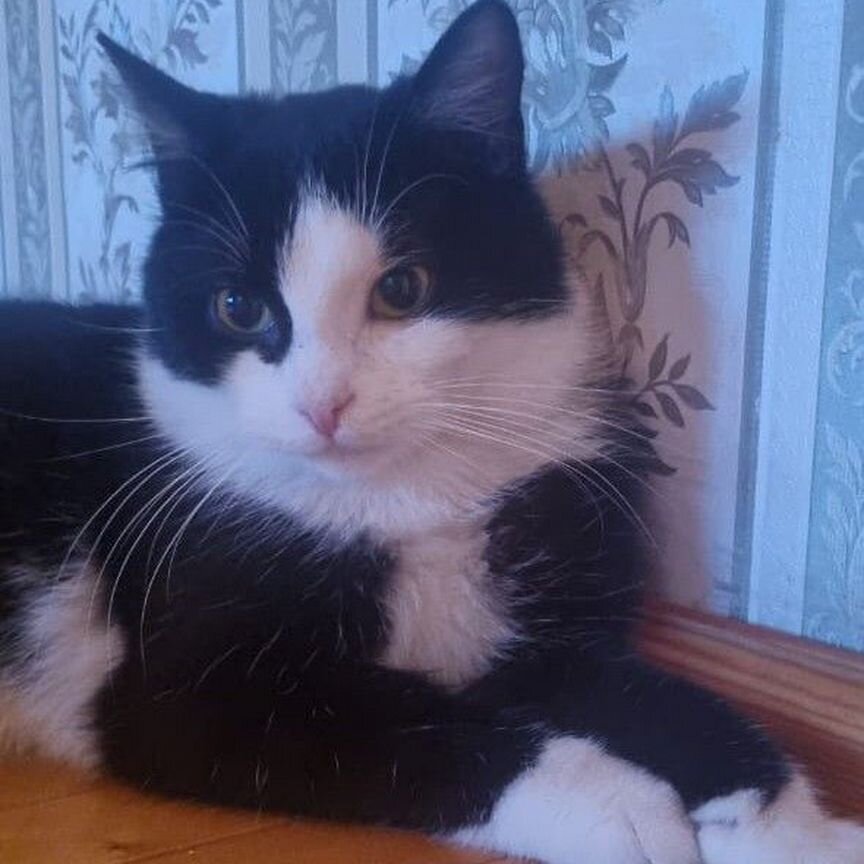 Кот