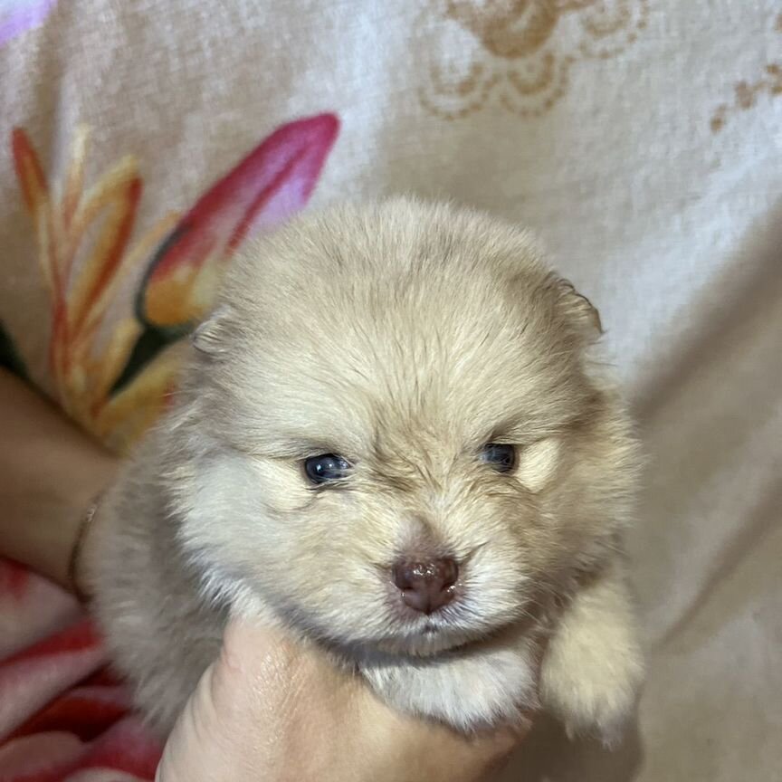 Померанский шпиц