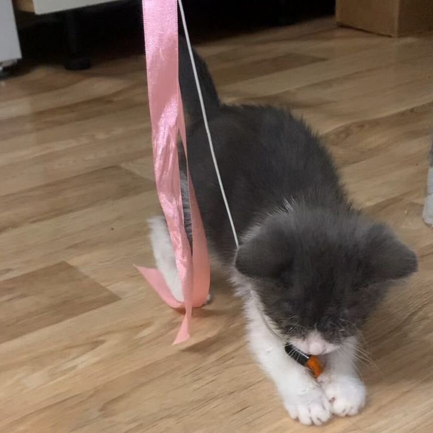 Котёнок в добрые руки
