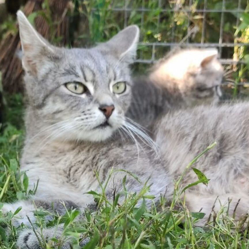 Красивые котята,отличные охотники