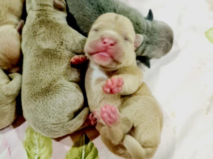 Американский булли