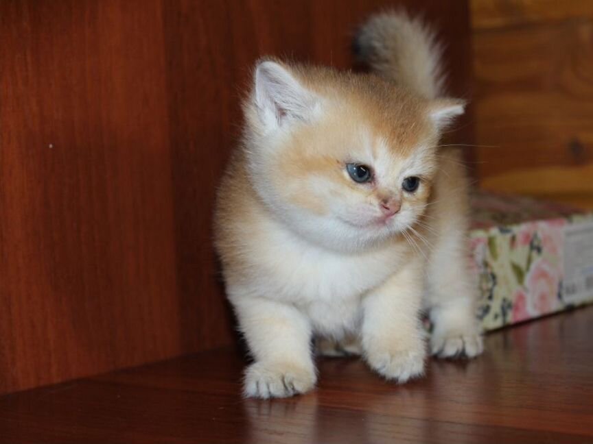 Золотые британцы