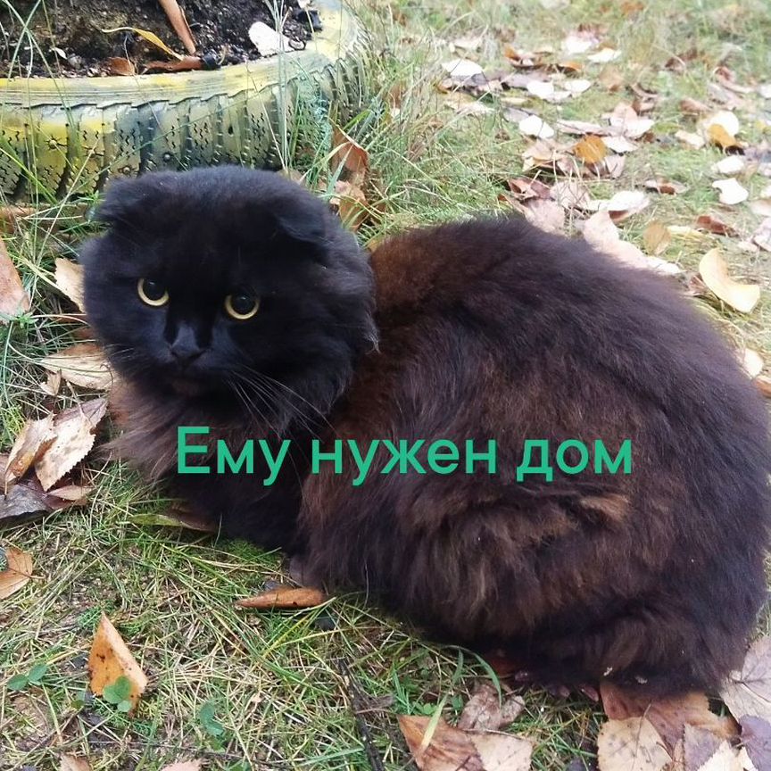 Вислоухий кот