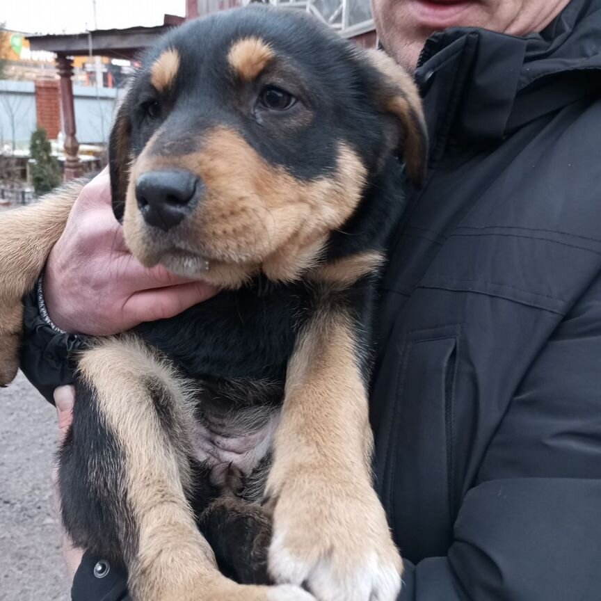 Охранница Берта