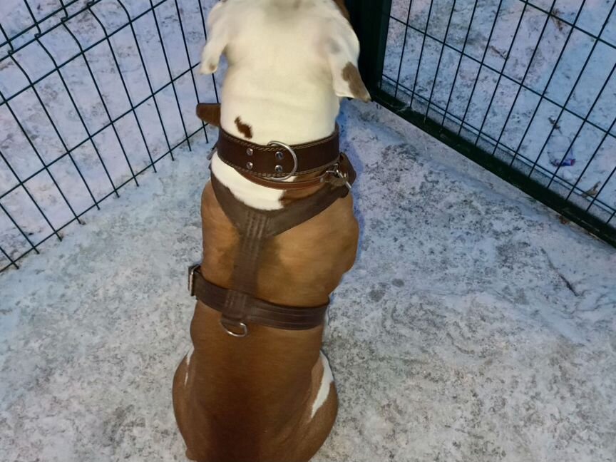 Ищет даму сердца пит-бульдог Арчи возраст 2.2 года