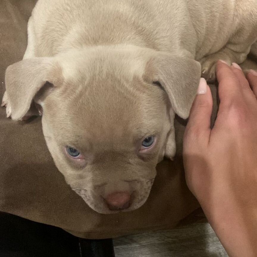 Американский булли покет девочка