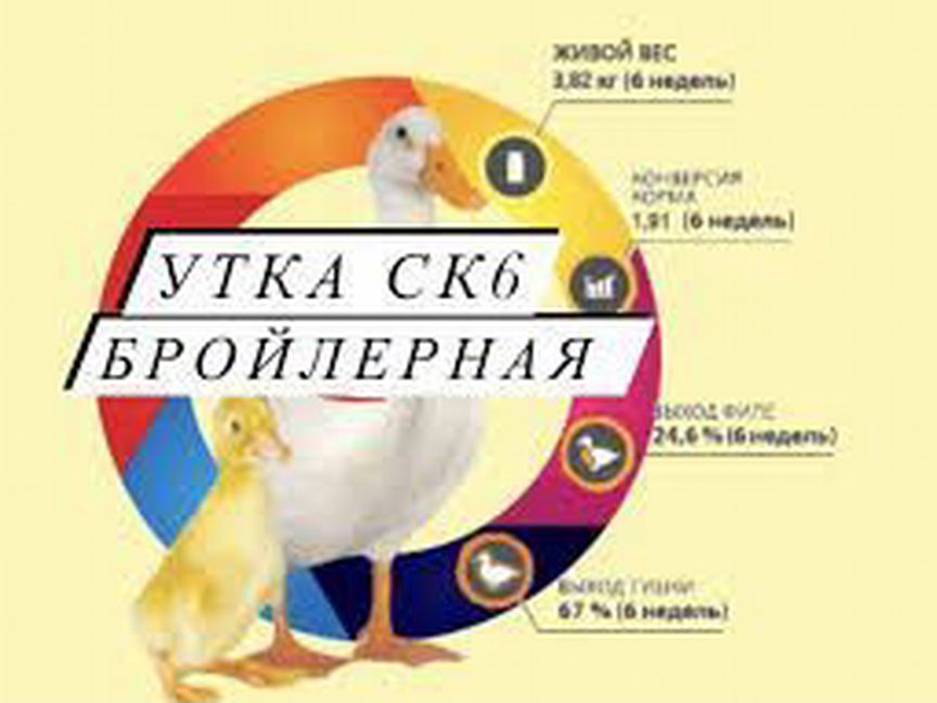 Яйцо инкубационное ск-6