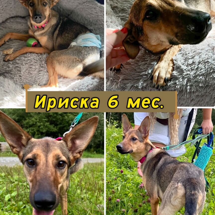 Маленькая собака в добрые руки