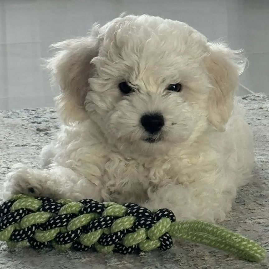 Бишон фризе, щенок