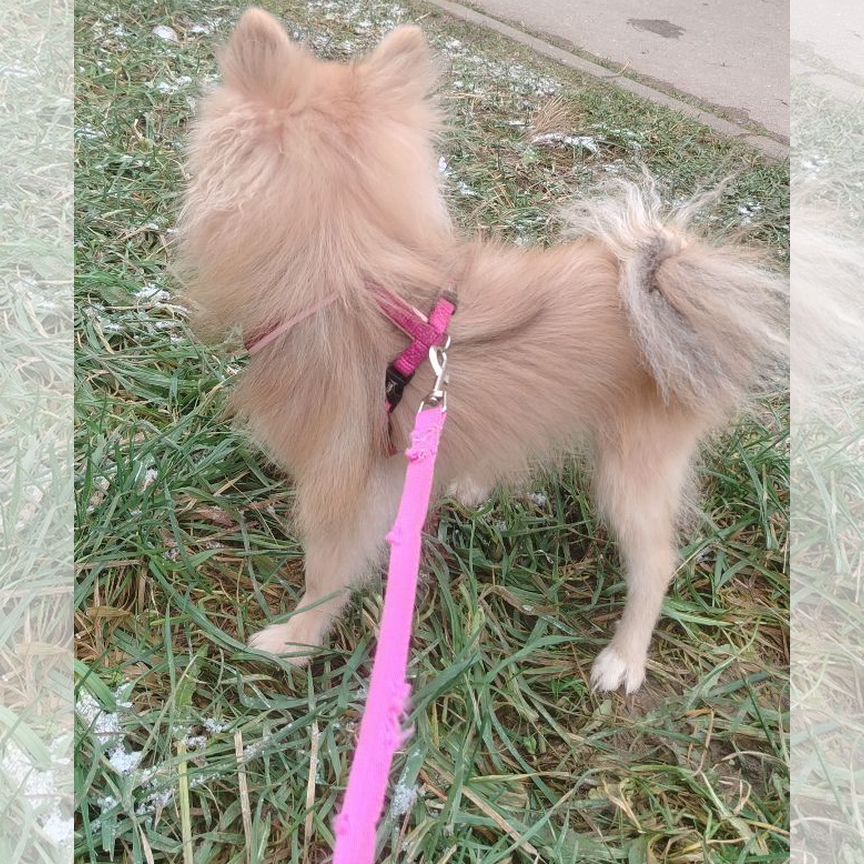 Померанский шпиц, щенок