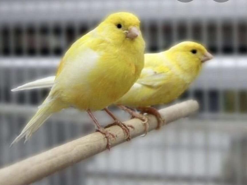 Кенара и канарейки
