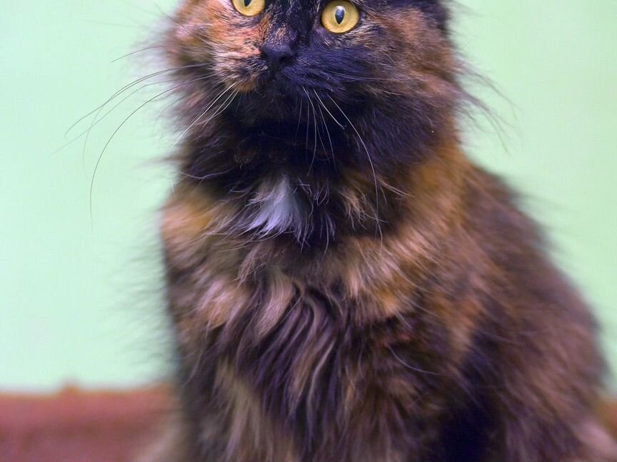 Кошечка черепашка в добрые руки