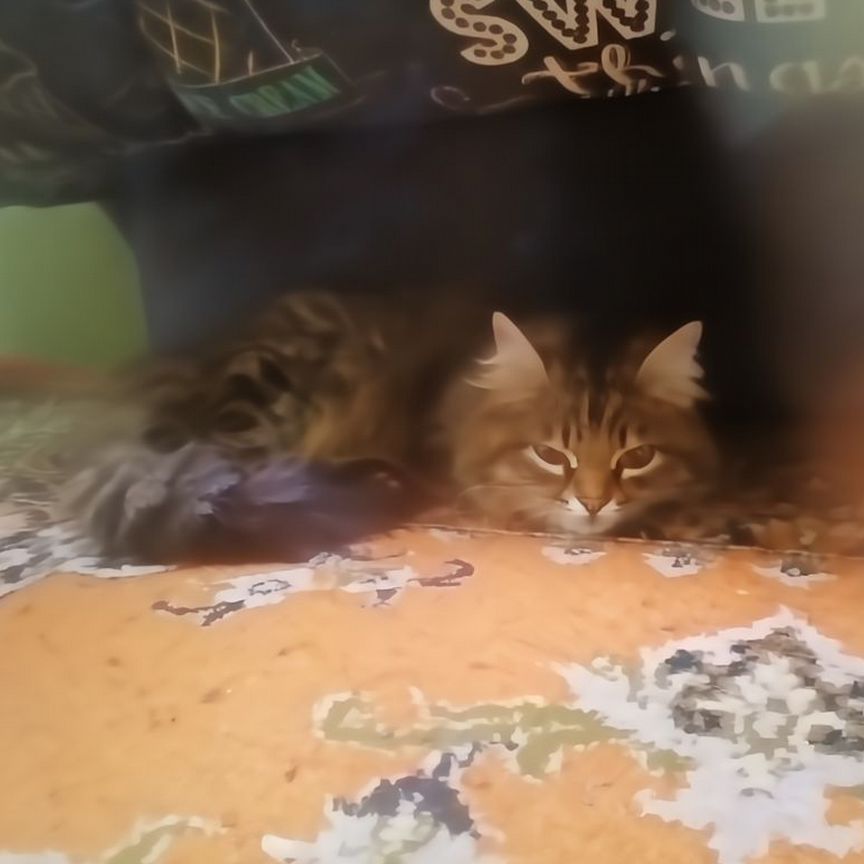 Британская длинношёрстная, взрослая кошка