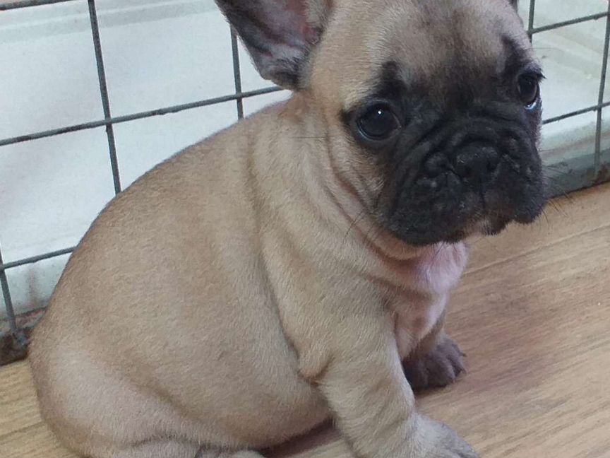 Французская малышка с РКФ