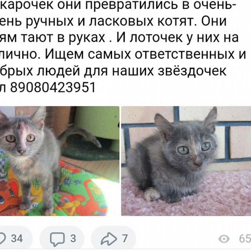Котята девочки дымчатые