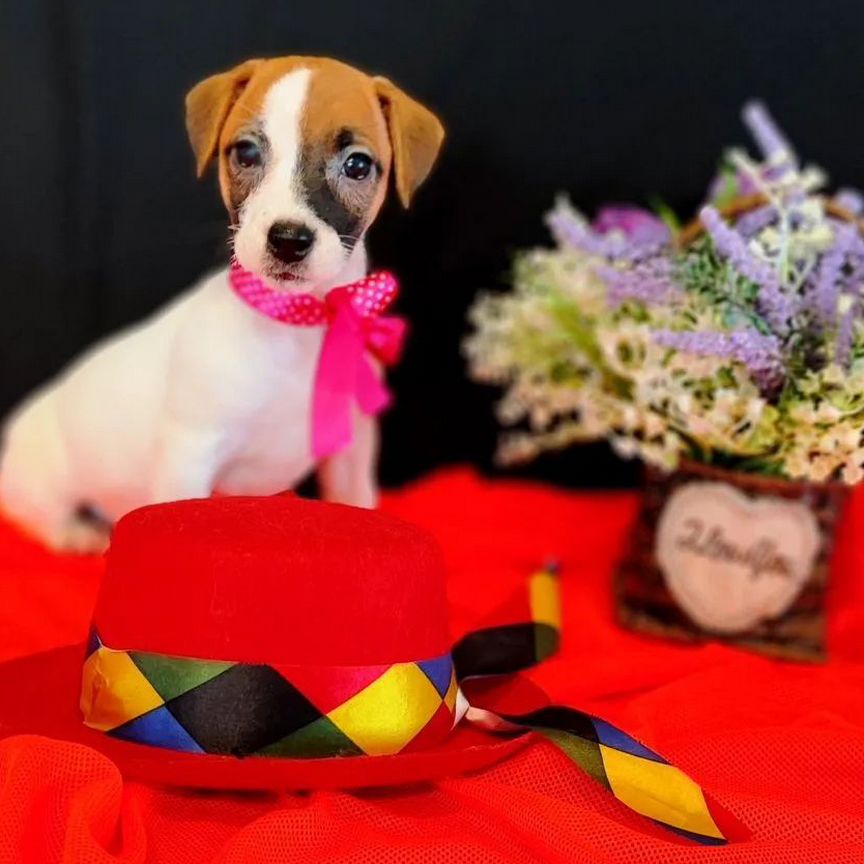 Джек-рассел-терьер, щенок