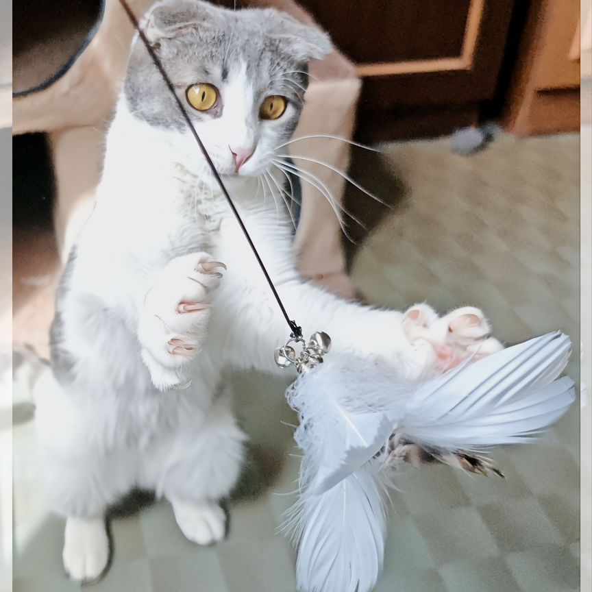 Взрослый кот в добрые руки