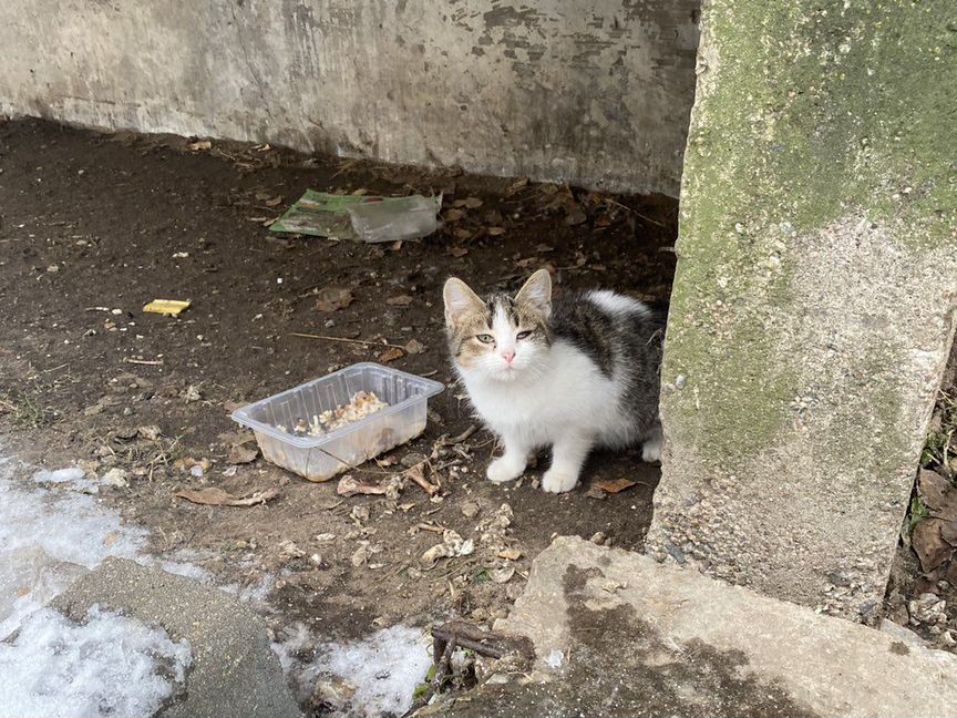Котята
