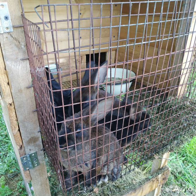 Кролики породы рекс