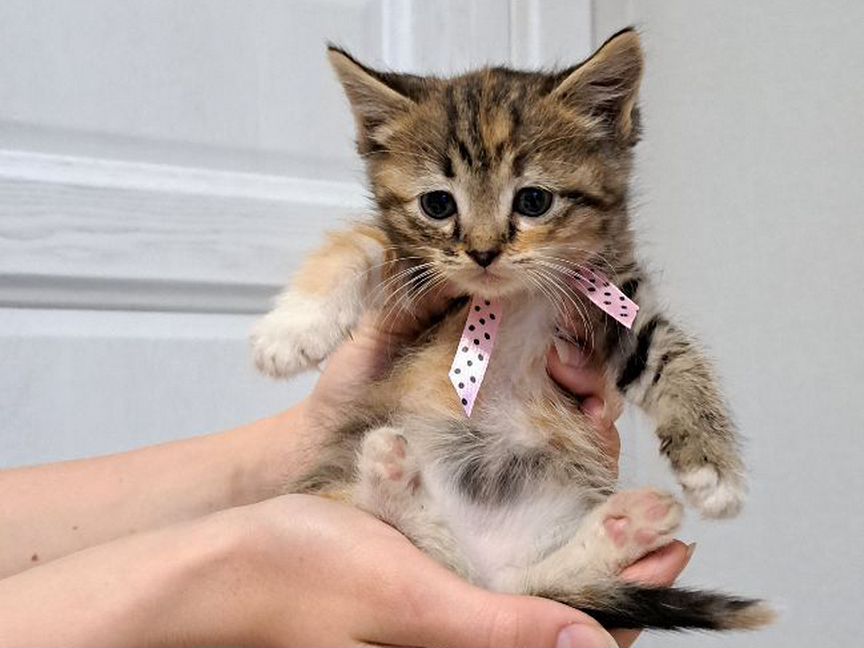 Кошечка в добрые руки
