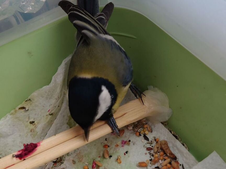 Синичка ищет добрые руки