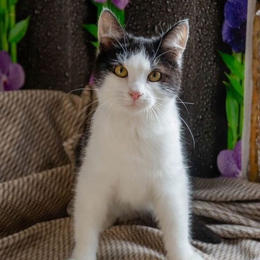Их было четверо, 4 котана