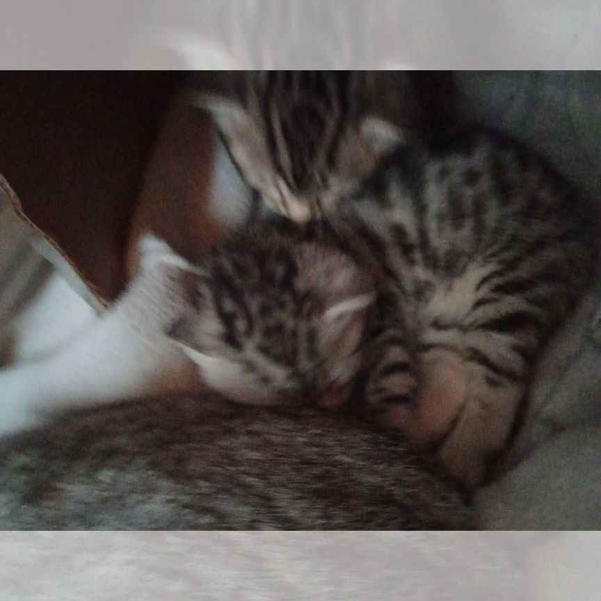 Британский короткошёрстный котёнок