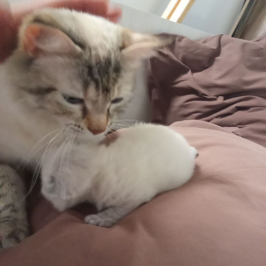 Котята Невки