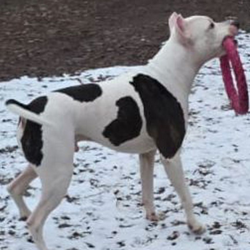 Американский стаффордширский терьер, взрослый пёс