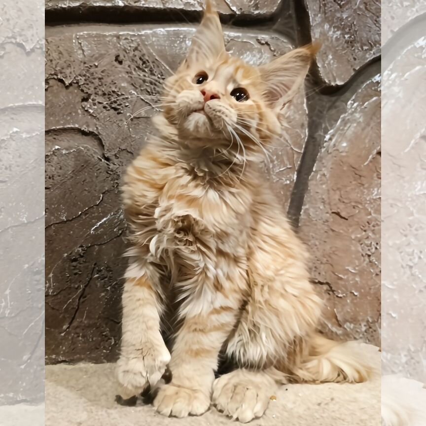 Мейн-кун котёнок