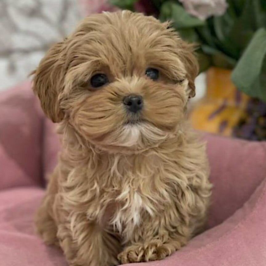 Мальтипу, щенок