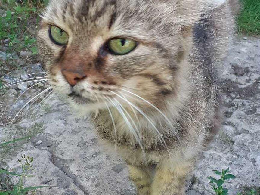 Котик Мася