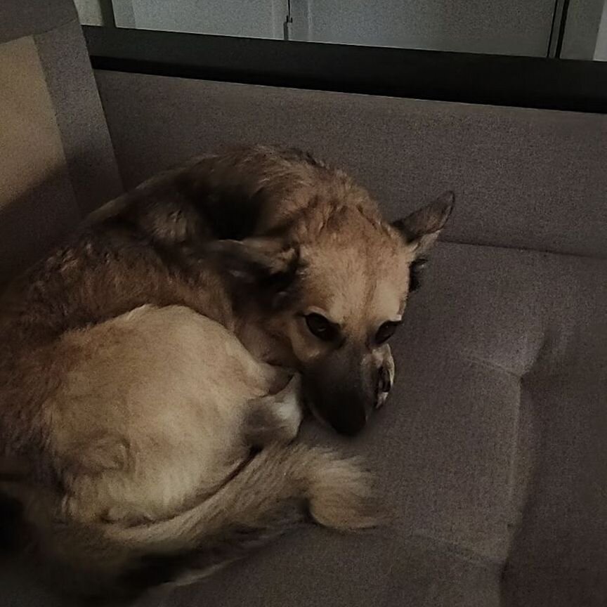 Отдам в добрые руки