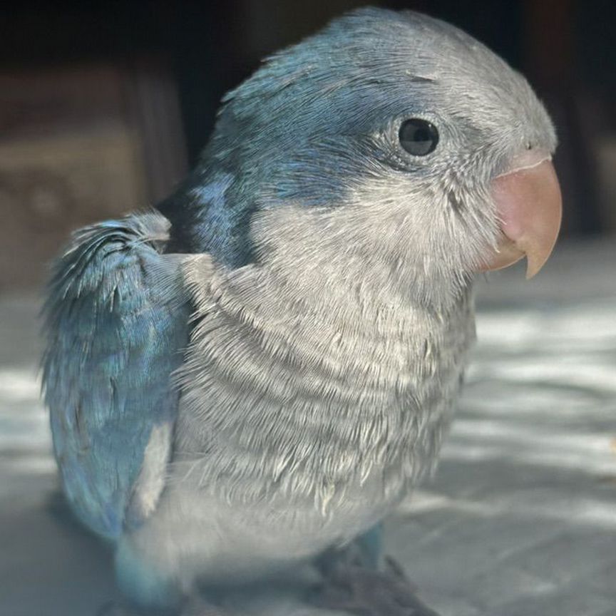 Попугай выкормыш монах