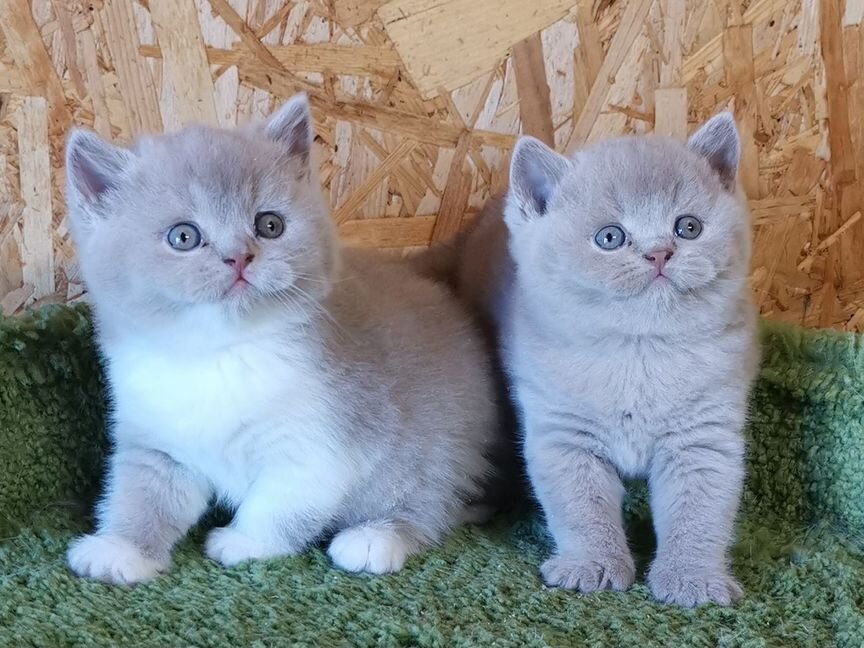 Британская короткошерстная фавн