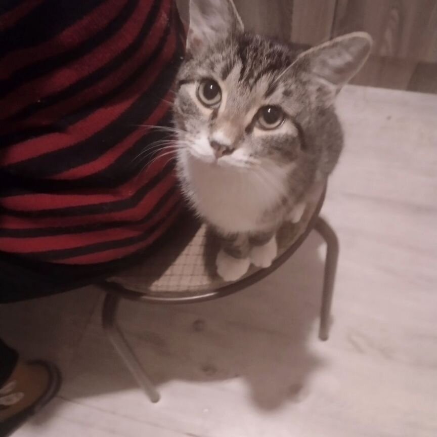 Отдам в добрые руки