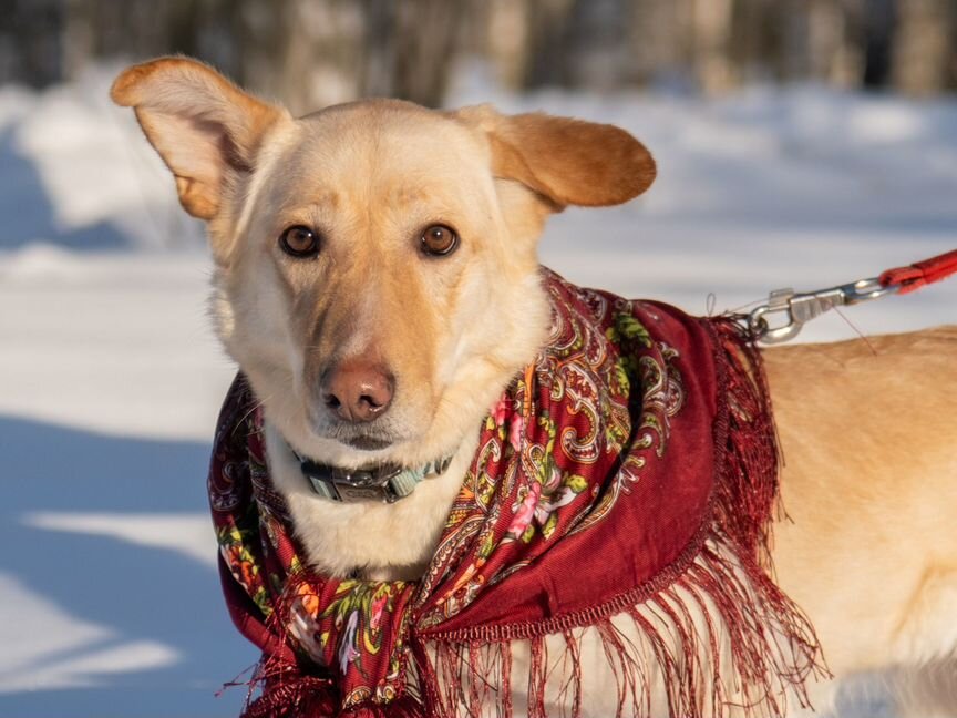 Молодая собачка Лария ищет дом