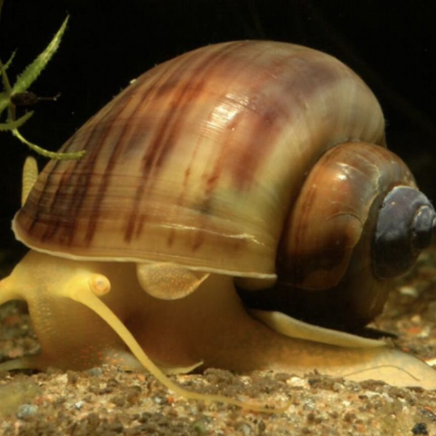 Аквариумная улитка Ампулярия Спикси крупная