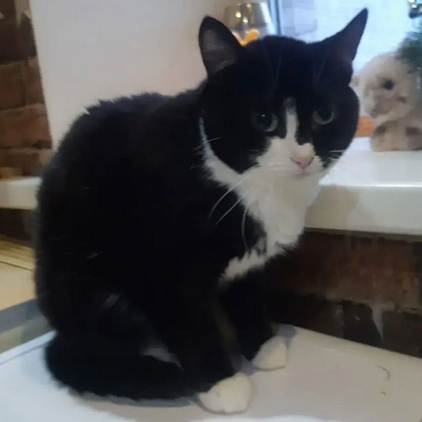 Взрослая, Девочка кошка в добрые руки