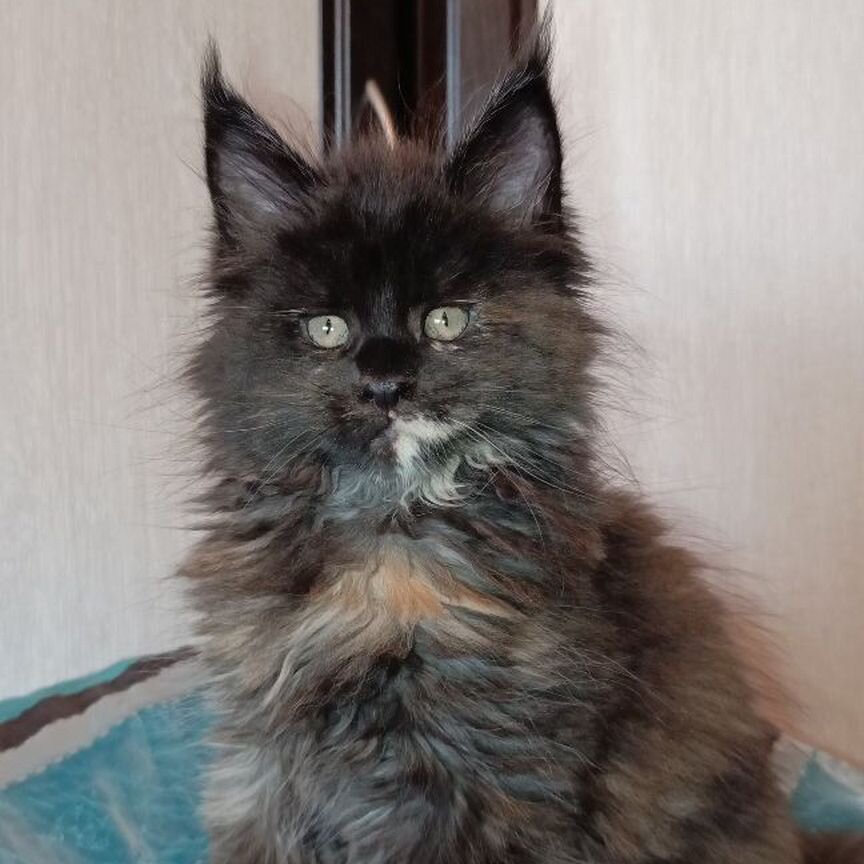 Котяток мейн-кун, чистокровный