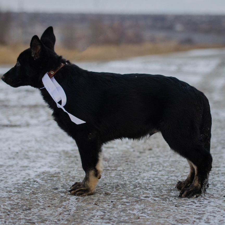Щенки Восточноевропейской овчарки вео