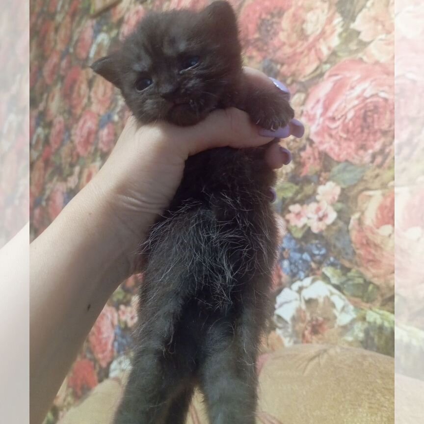 Шотландский прямоухий длинношёрстный котёнок