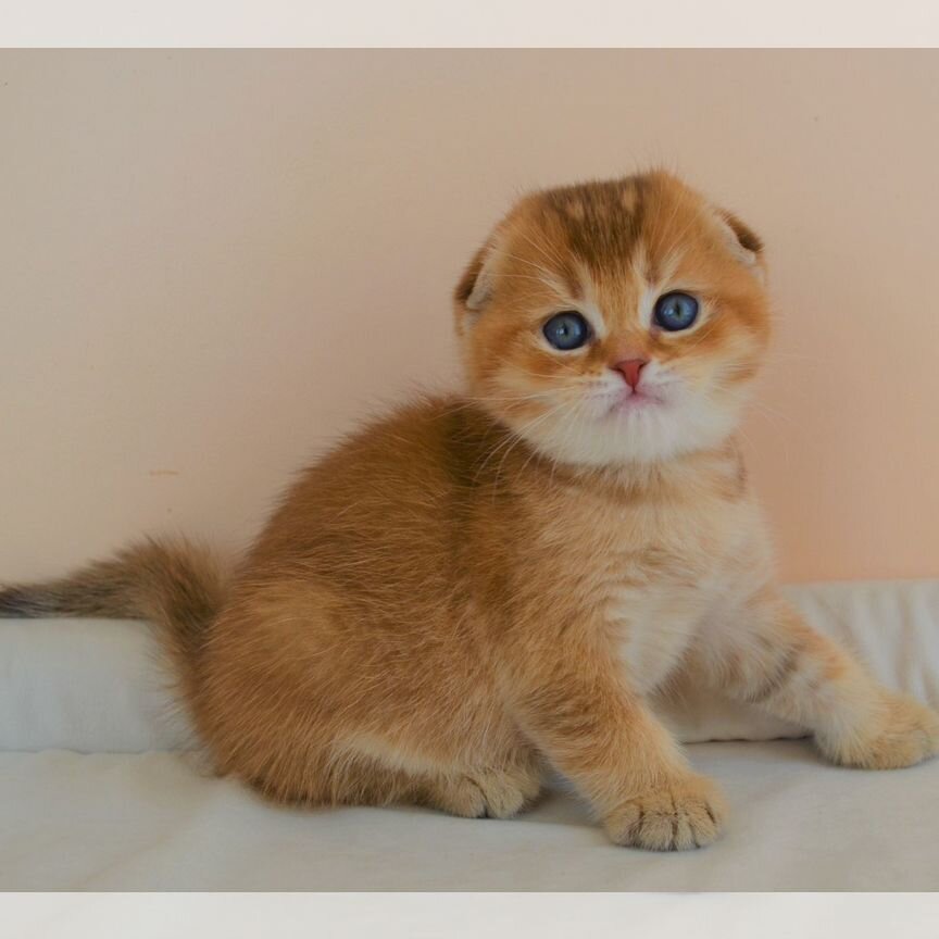 Шотландский вислоухий короткошёрстный котёнок