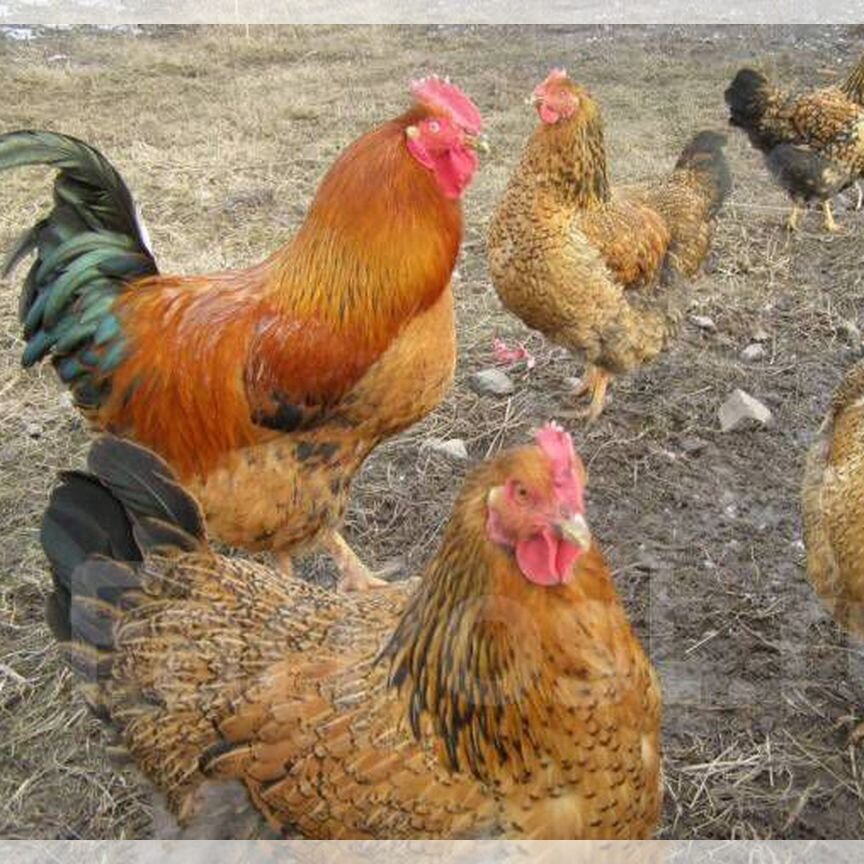 Молодые петухи