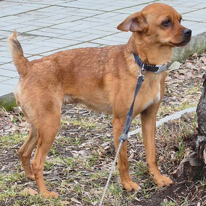 Взрослая собака в добрые руки