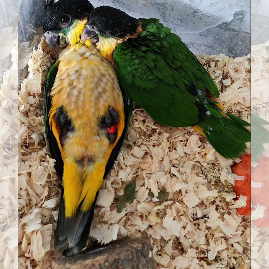Каик птенцы