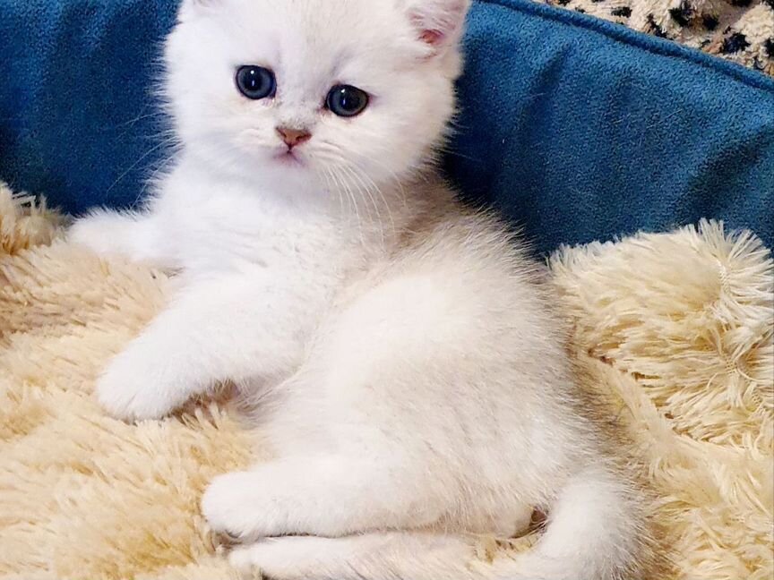 Котенок британский серебристая шиншилла